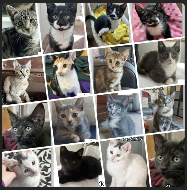 Adopt a PAL – Kitty Cat Pals